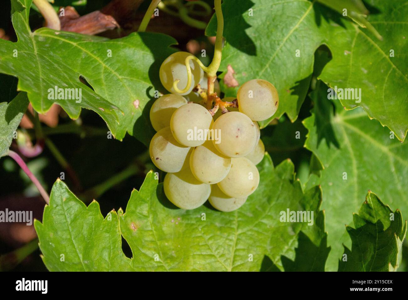 Producción de uvas hi-res stock photography and images - Alamy