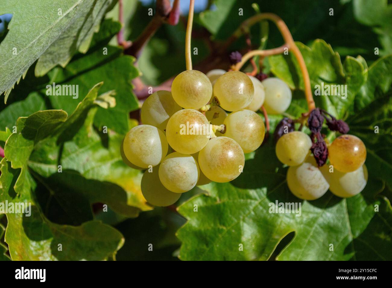 Bunch of white grapes, Mediterranean vineyard harvest in Mediterranean ...