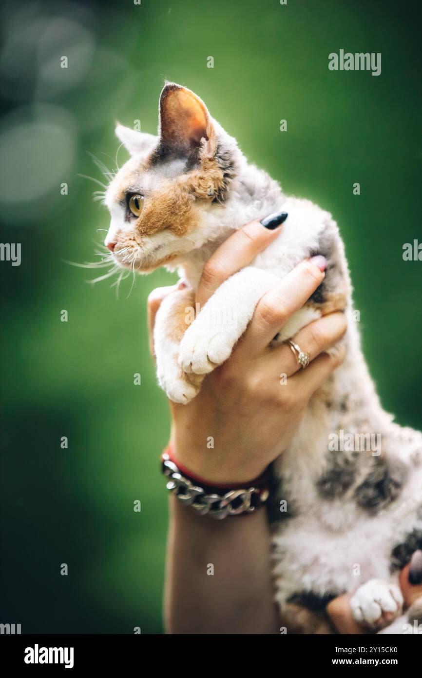 Obedient Devon Rex Cat With White-red Spotted Fur Color Sitting On ...