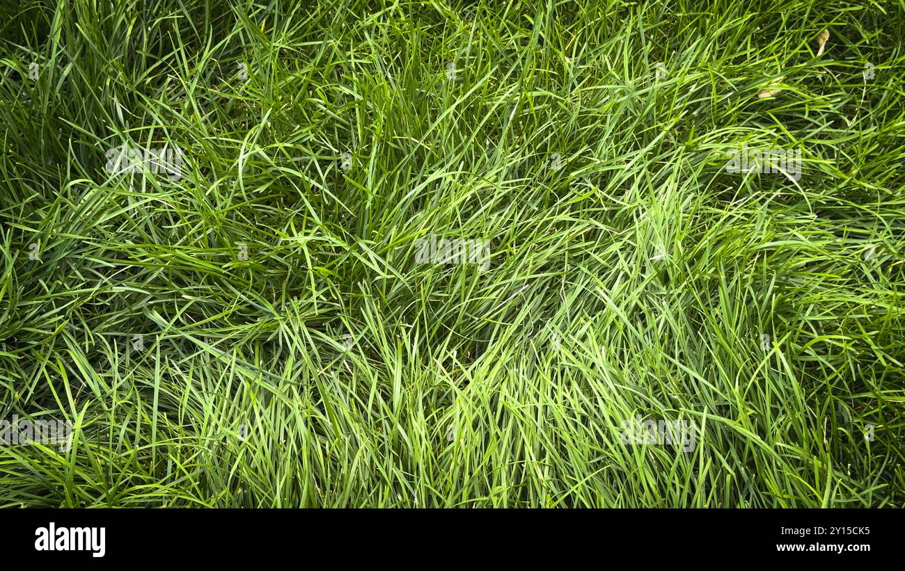 lush, vibrant green grass backdrop, showcasing natural texture and ...