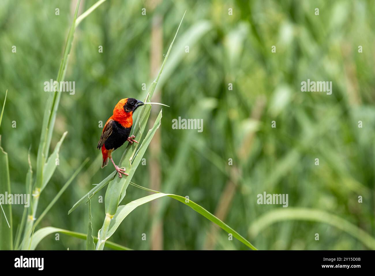 Male red bishop bird hi-res stock photography and images - Alamy
