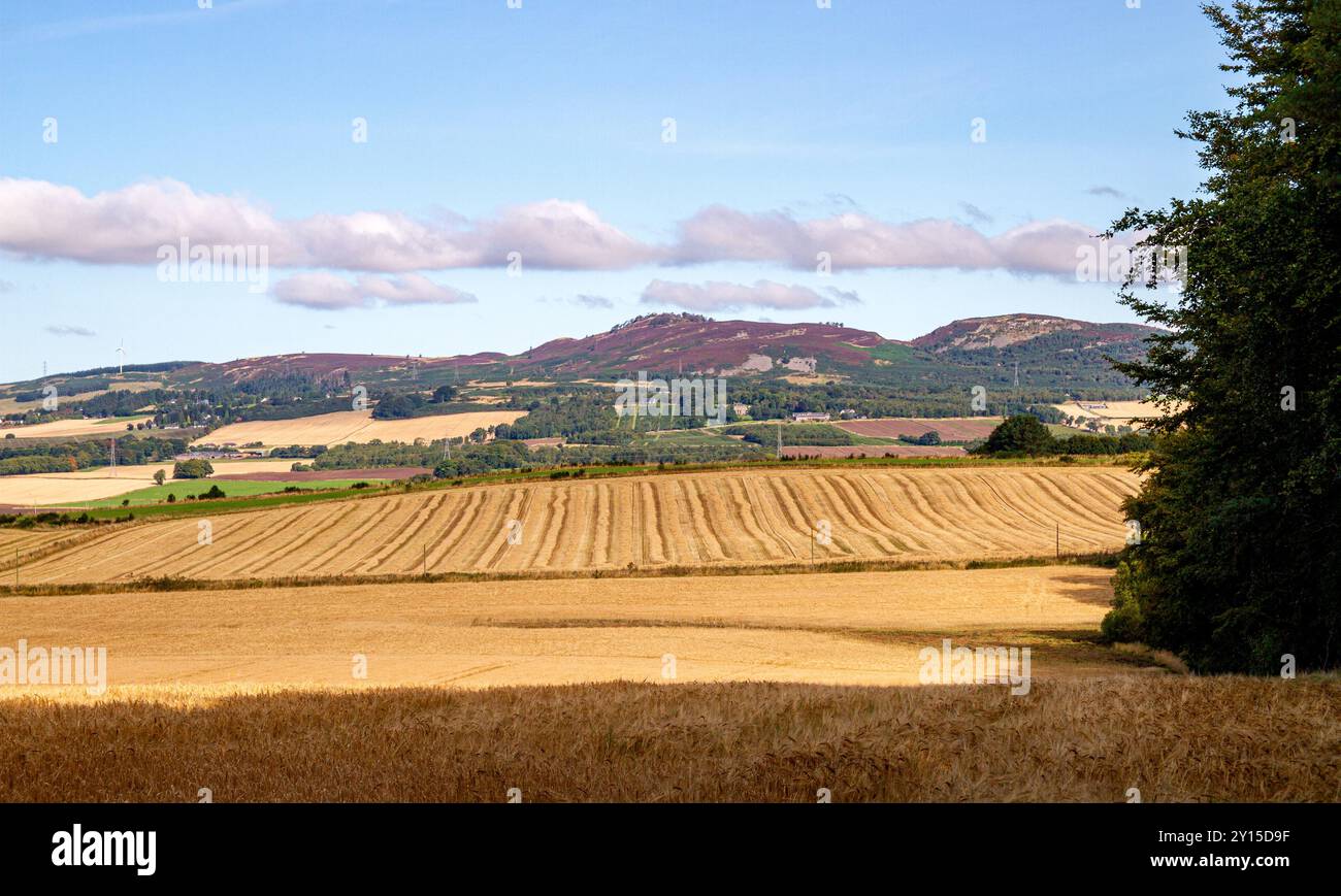 Scottish whisky barley harvesting hi-res stock photography and images ...