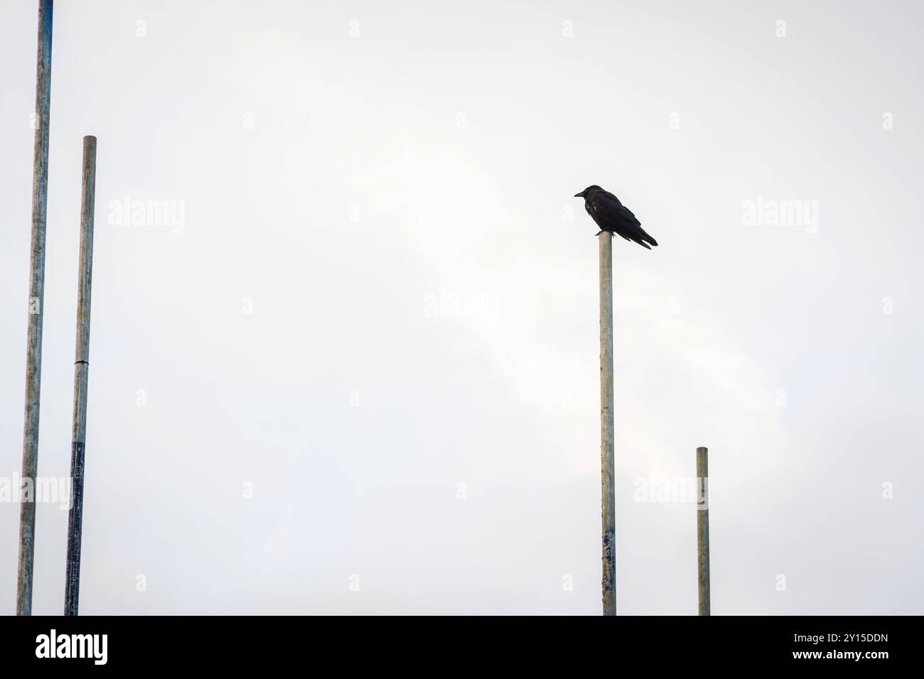 Bird sitting on scaffolding poles of new build house development estate ...