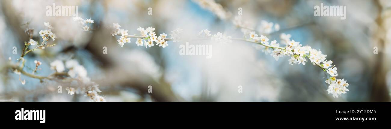 White Young Spring Flowers Growing In Branch Of Apple Tree. Buds Bloom ...