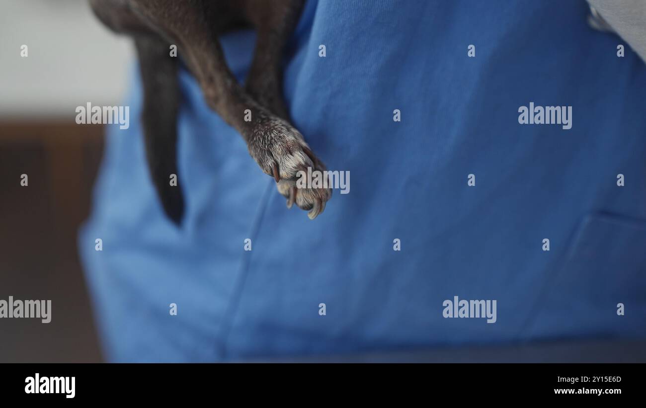 A close-up photo of a dog's paw over a blue veterinary apron in a ...