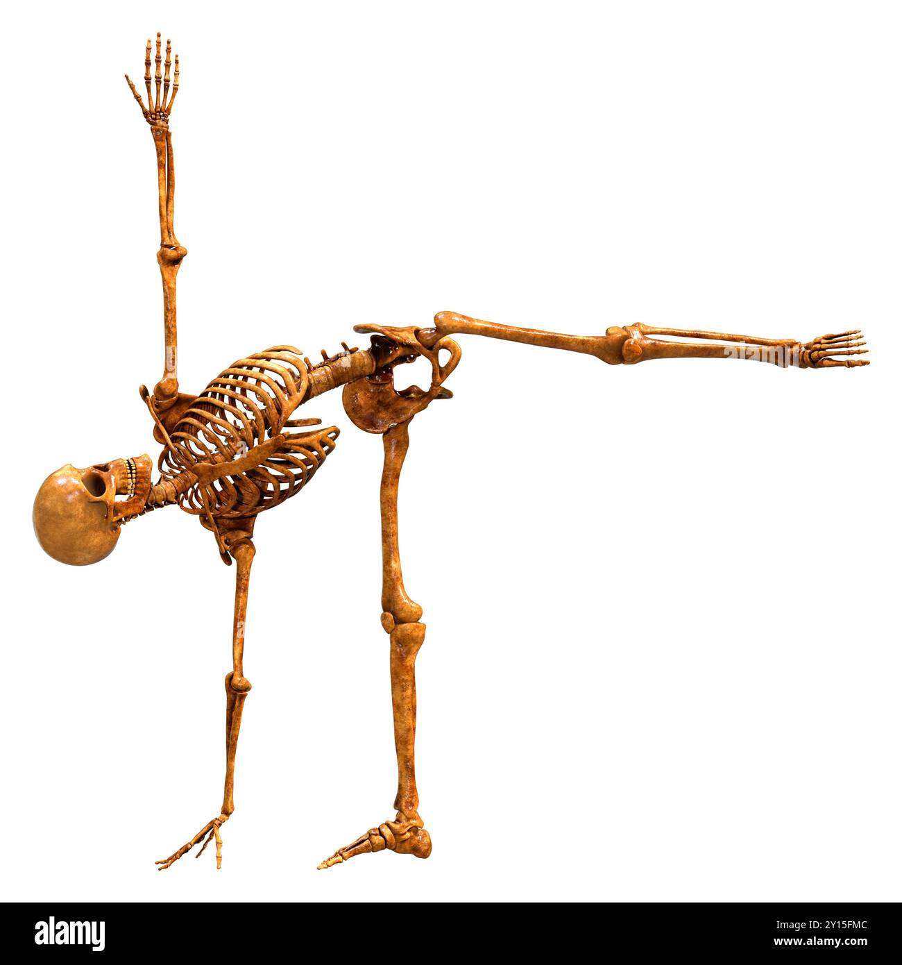 3D rendering of a human skeleton isolated on white background Stock ...