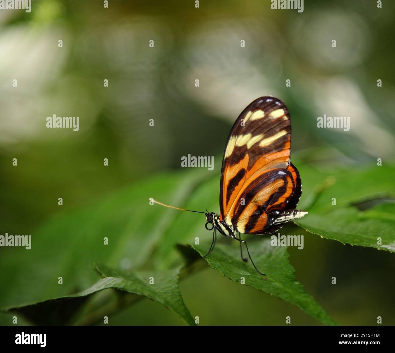 Tiger-Passionsblumenfalter / Tiger longwing / Heliconius hecale Stock Photo - Alamy