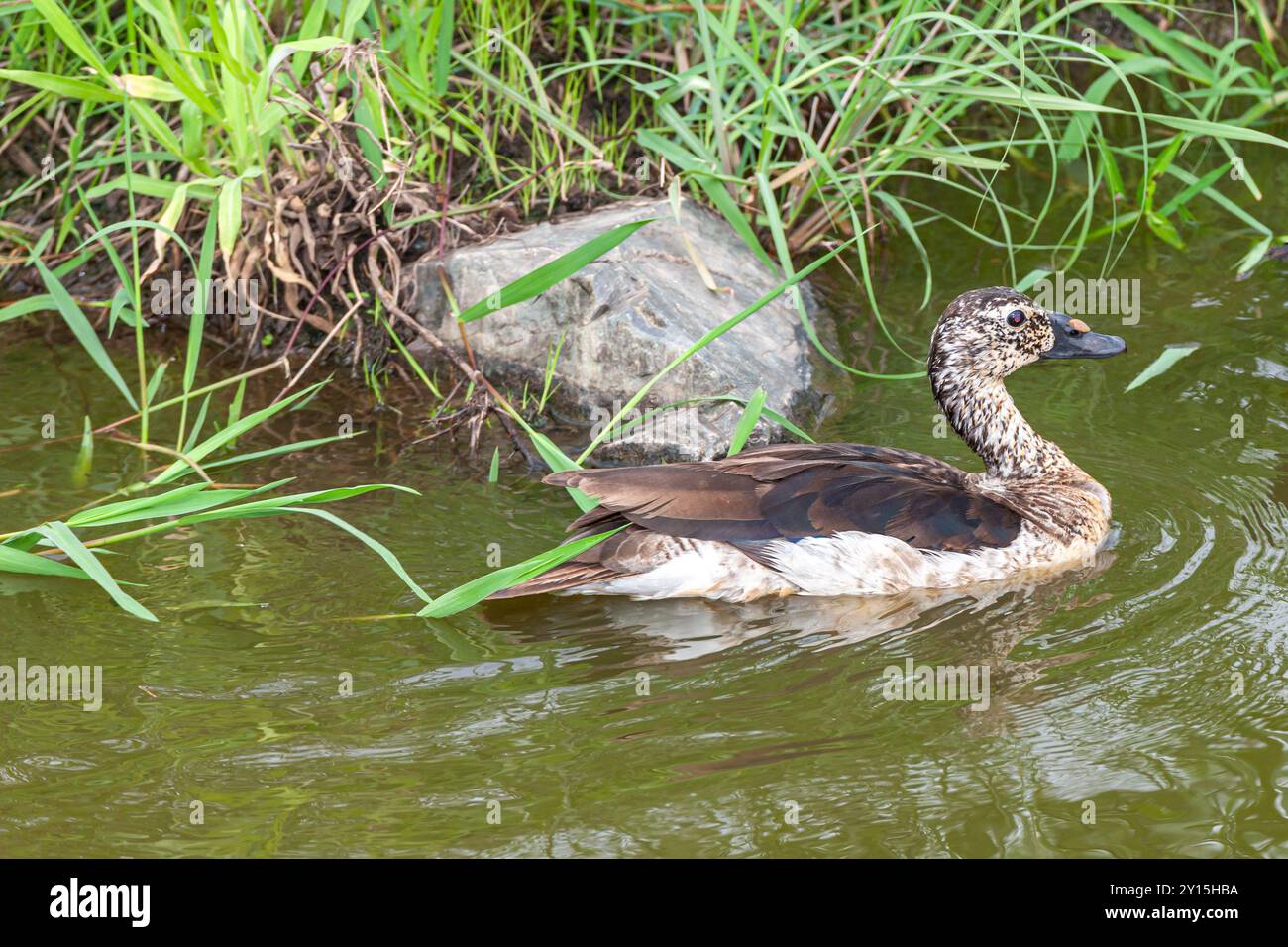 South Africa, Kruger National Park, African Comb Duck - Knob-billed ...
