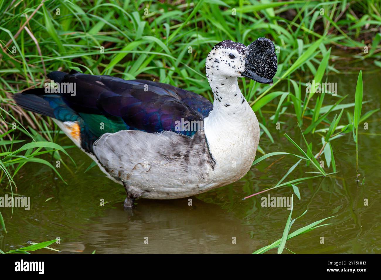 South Africa, Kruger National Park, African Comb Duck - Knob-billed ...