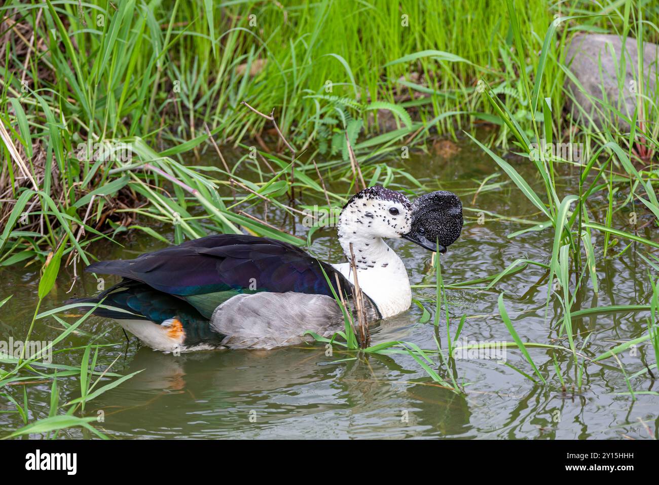 South Africa, Kruger National Park, African Comb Duck - Knob-billed ...