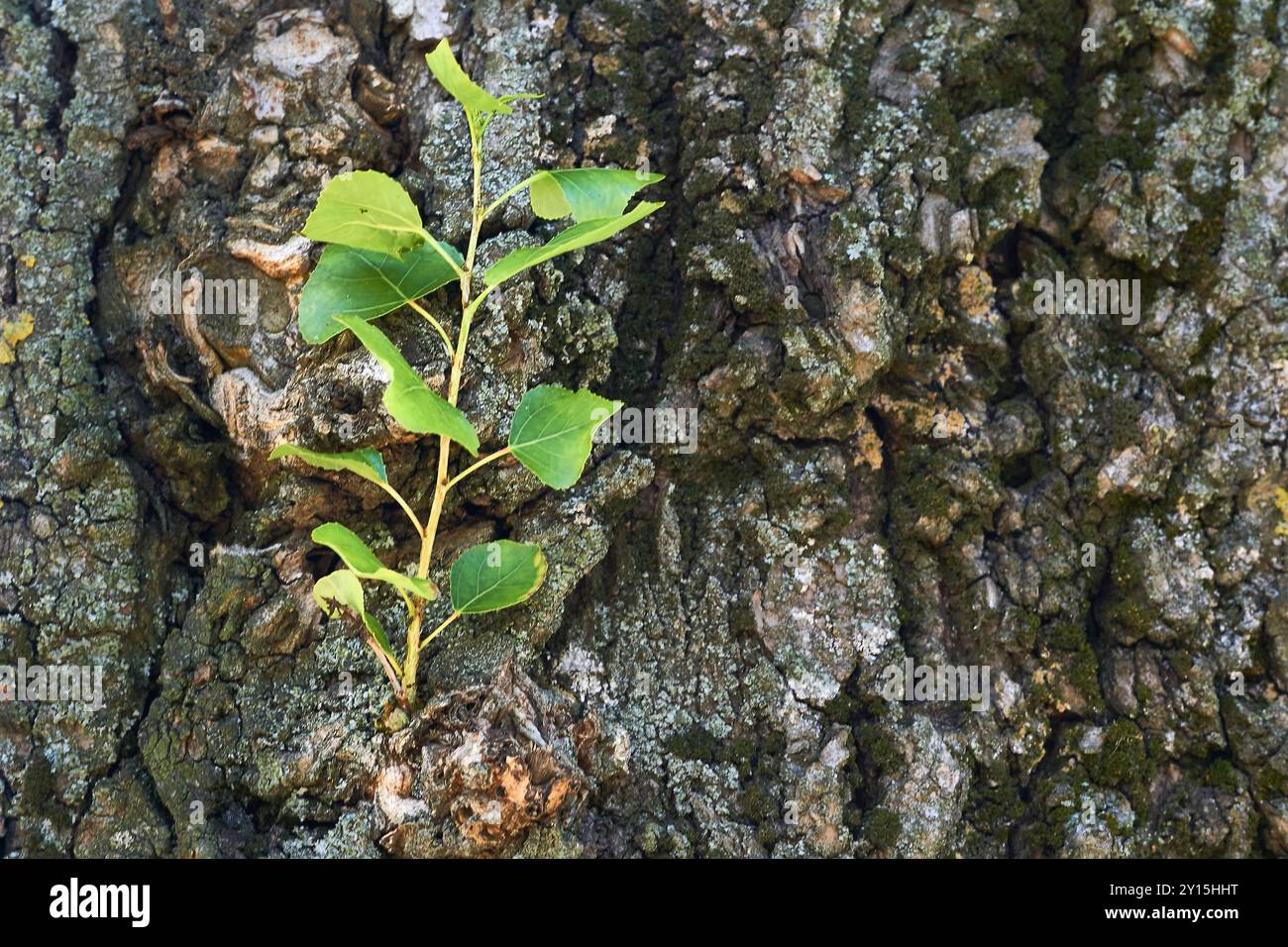 the condition that distinguishes animals and plants from inorganic ...