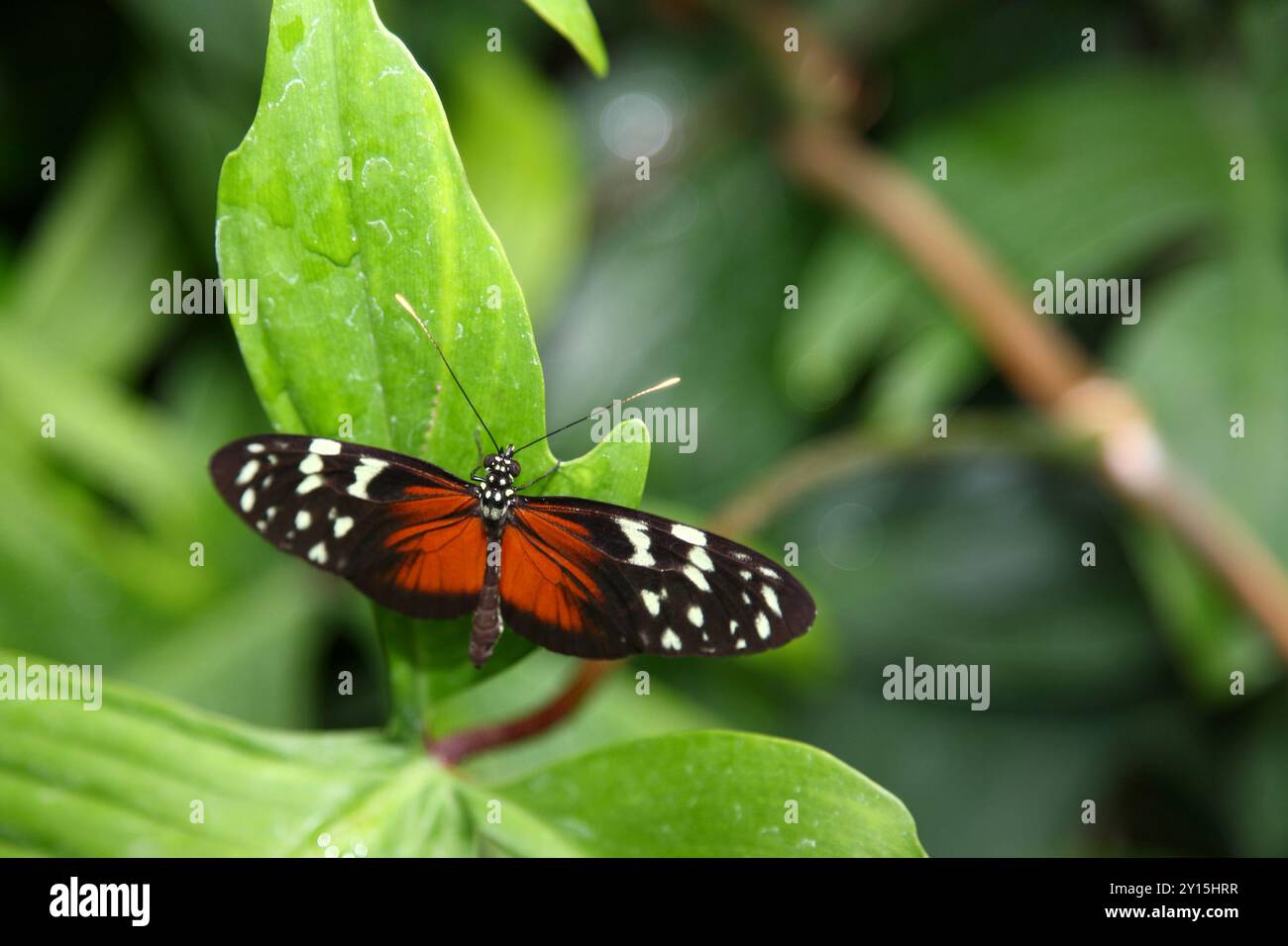 Tiger-Passionsblumenfalter / Tiger longwing / Heliconius hecale Stock Photo - Alamy