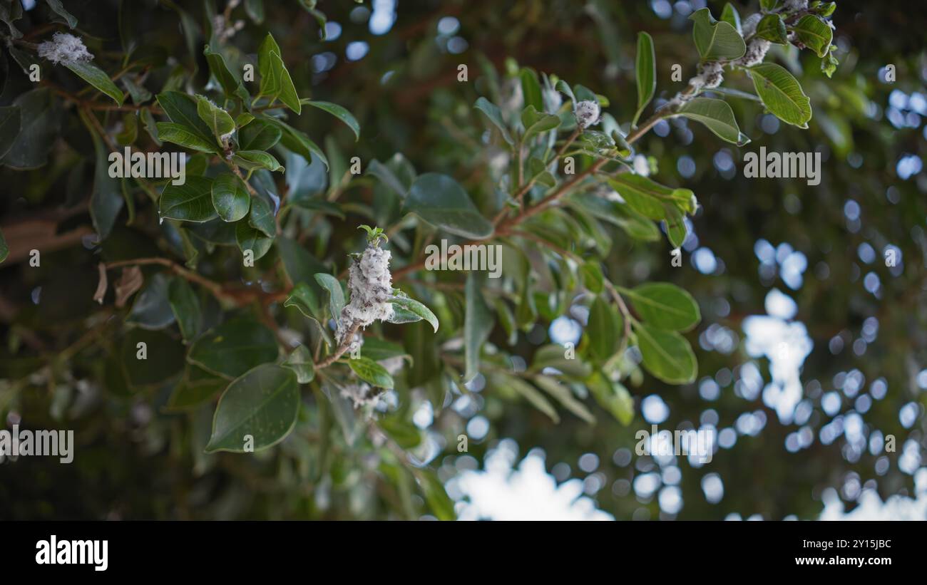 Close-up of quercus coccifera, commonly known as kermes oak, in murcia ...