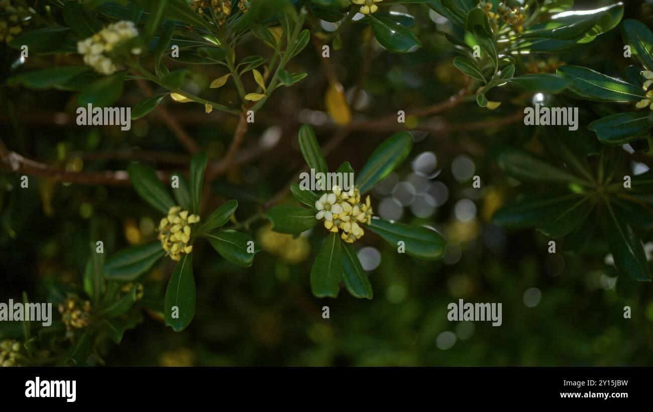 Branch of an evergreen pittosporum tobira plant with clusters of small ...