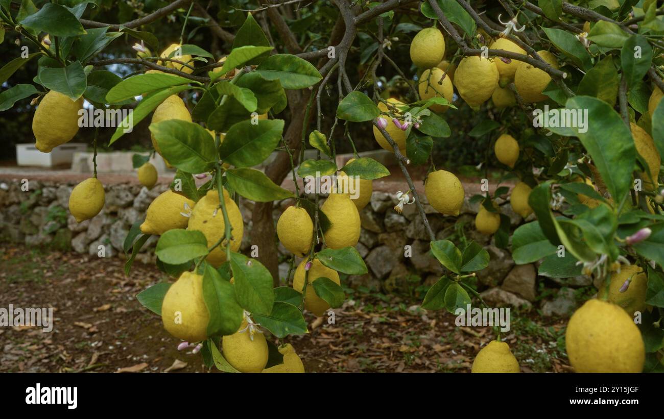 Lemon tree with ripe lemons in an orchard in puglia, italy, featuring a ...