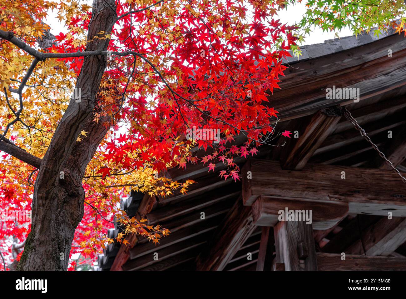 red maple tree branch roof traditional japanese temple in autumn. kyoto ...