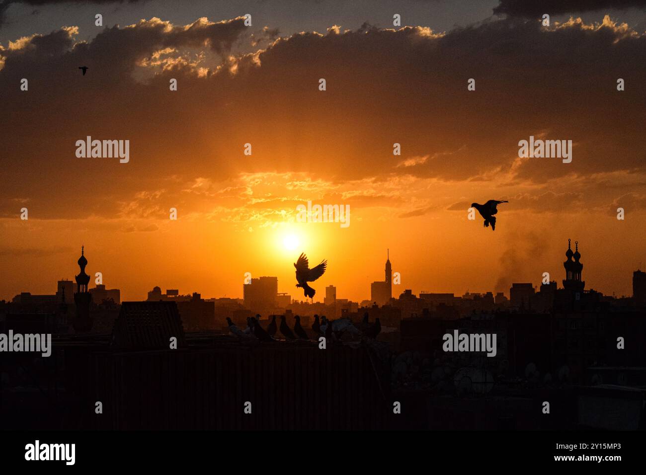 Pigeons flying sunset hi-res stock photography and images - Alamy