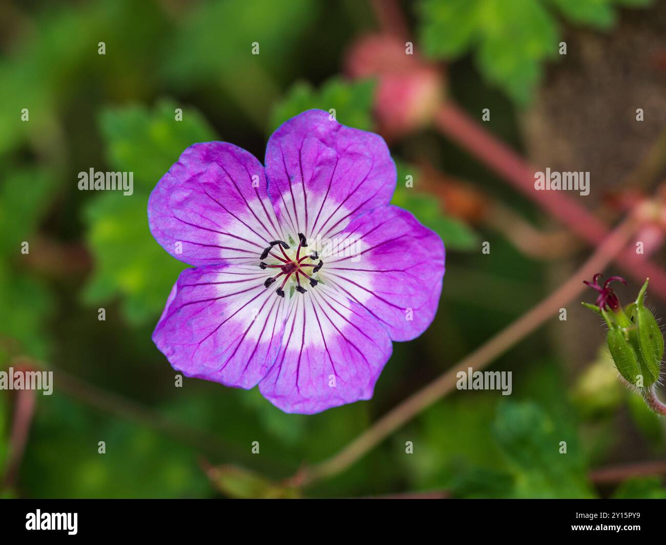 White eyed pink flower of the long, summer to autumn blooming hardy ...