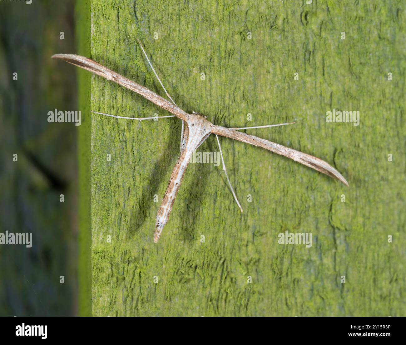 Common pose hi-res stock photography and images - Alamy