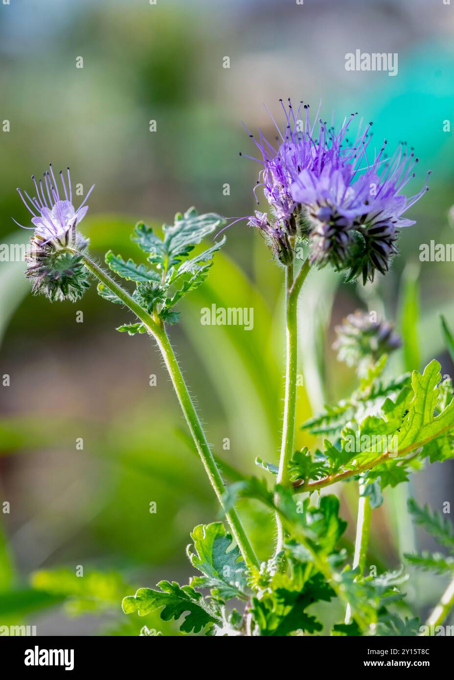 phacelia tanacetifolia , shot in a flower garden also known as scorpion ...