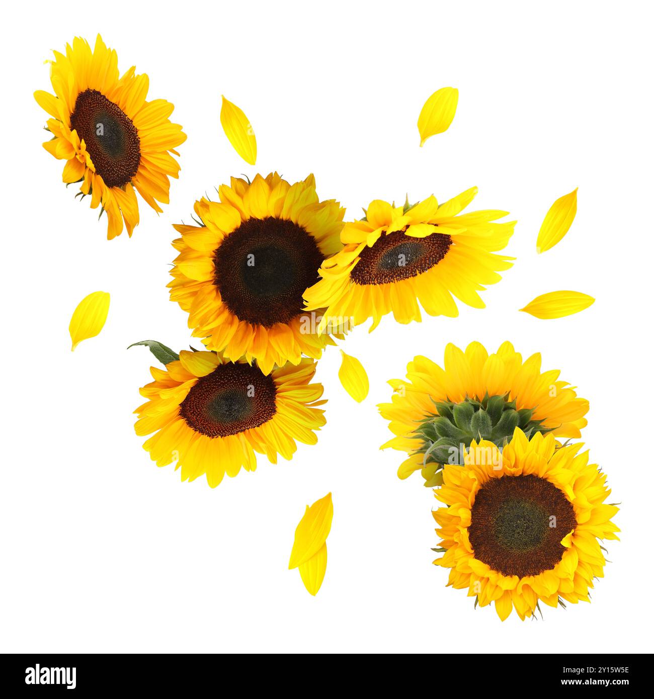 Many vibrant sunflowers and petals falling on white background Stock ...