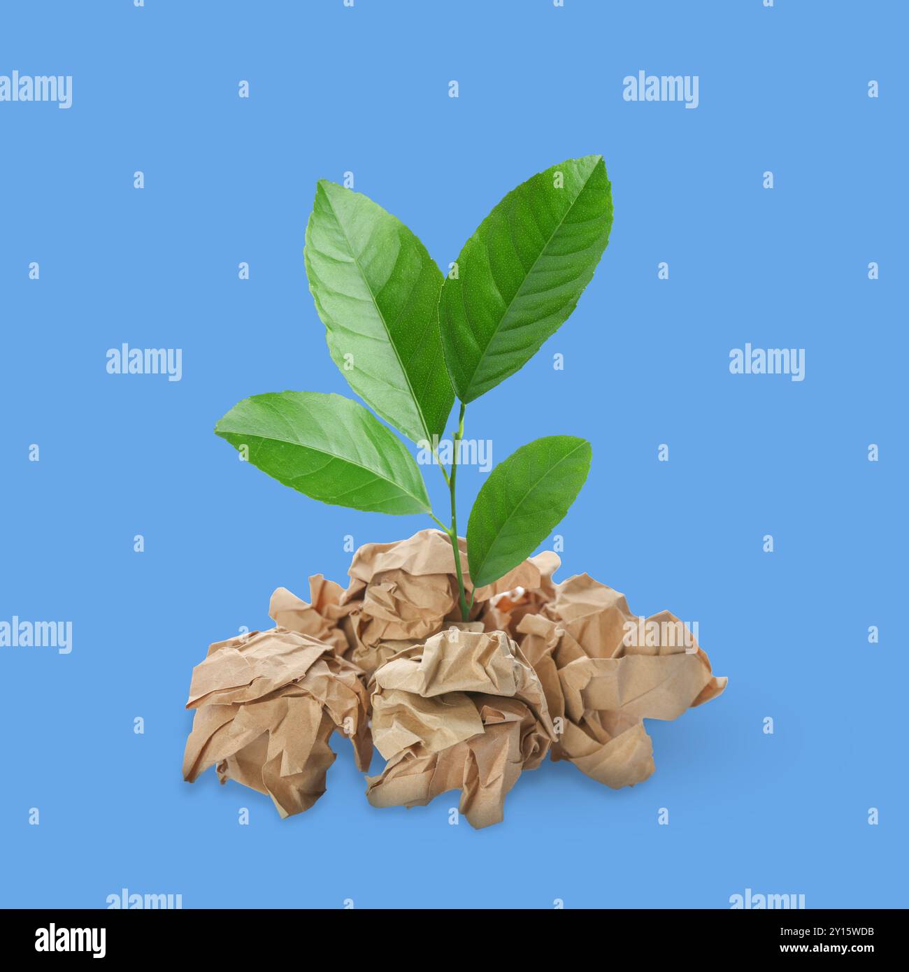 Seedling with green leaves growing from crumpled paper on blue ...