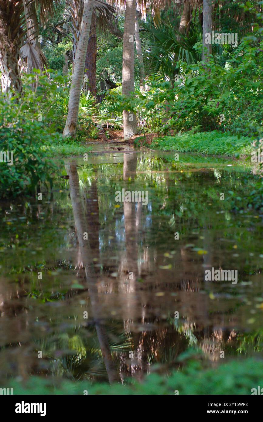 Green leaves reflecting in water hi-res stock photography and images ...