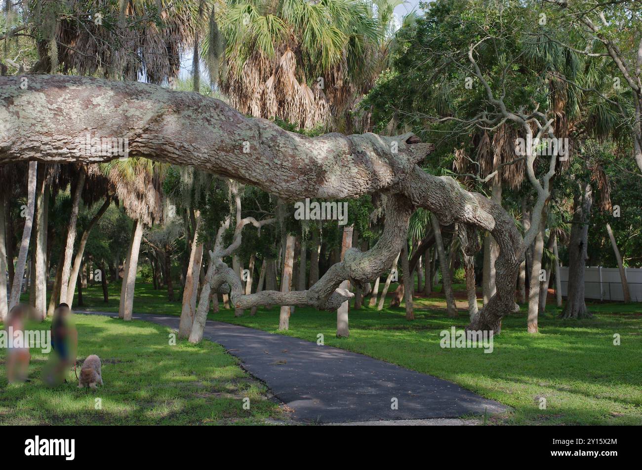 Limbs lead hi-res stock photography and images - Alamy