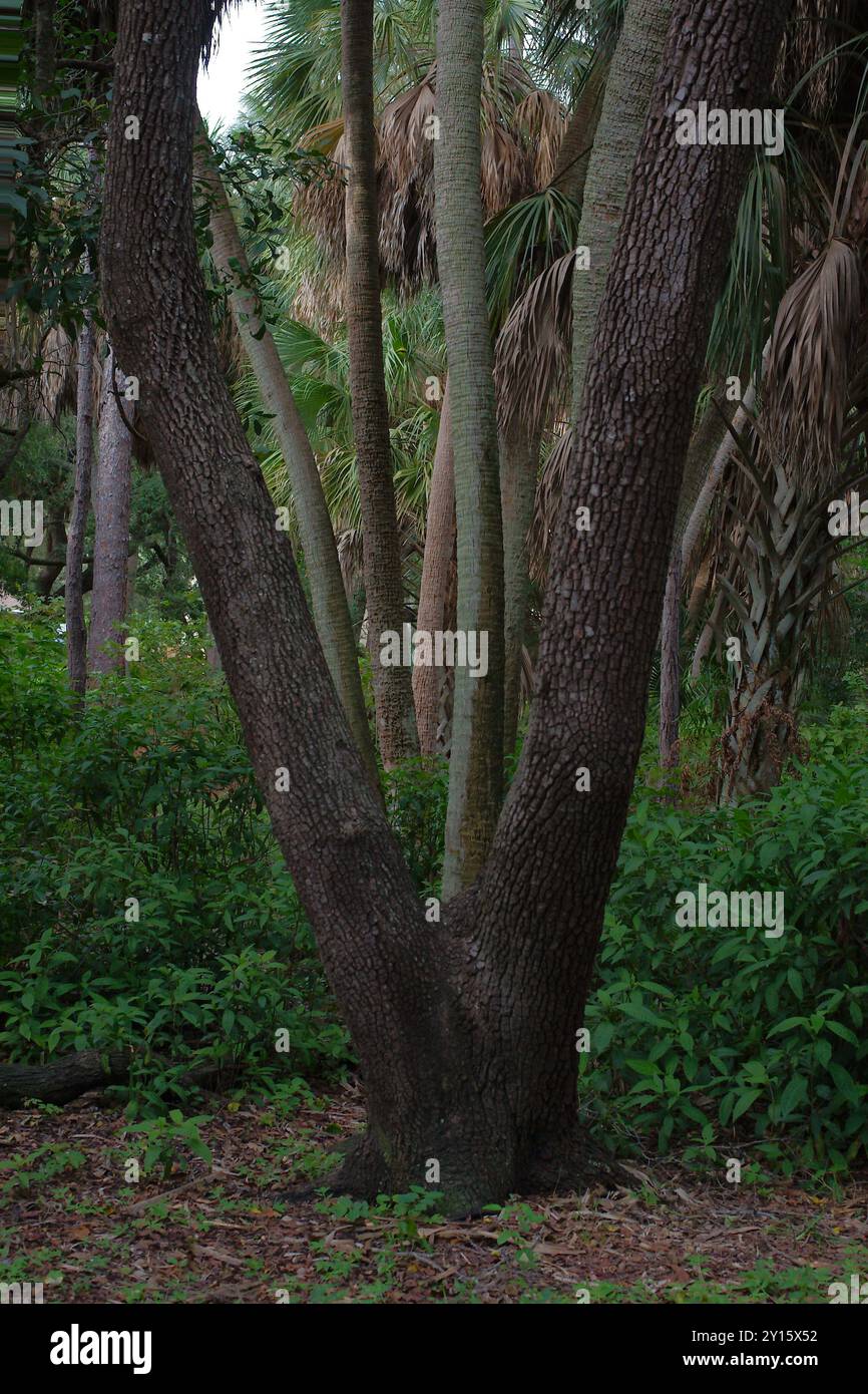 Unique tree in space between hi-res stock photography and images - Alamy