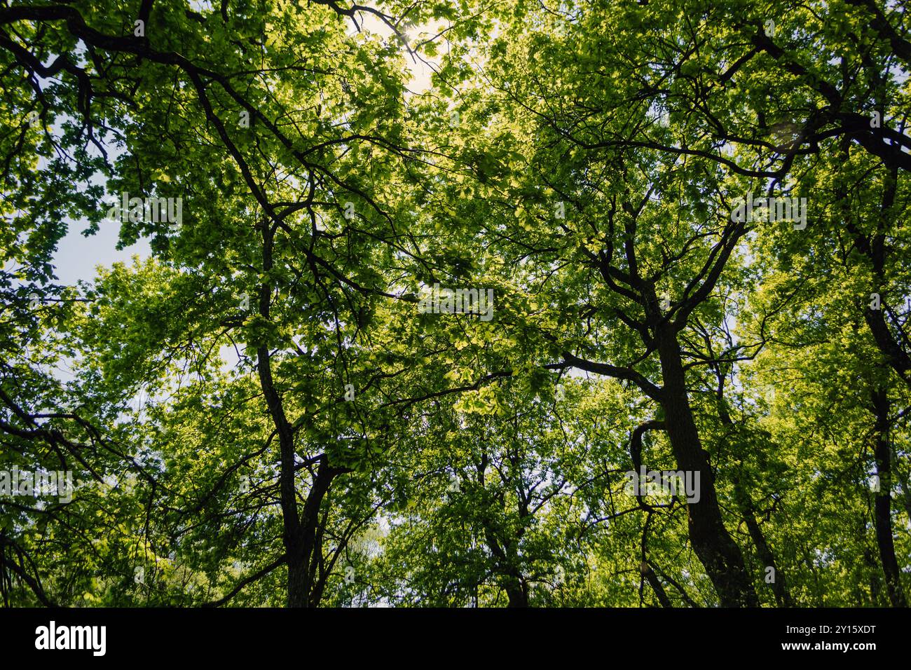 Lush green forest canopy with sunlight filtering through the leaves ...