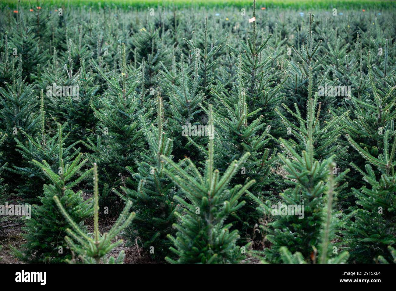 Young fir trees on a Christmas tree plantation waiting for being cut ...