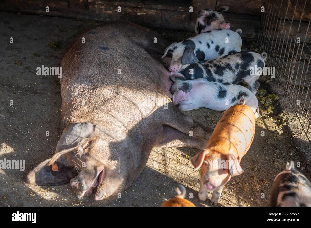 A sow is nursing several of the piglets, who are clustered around her ...