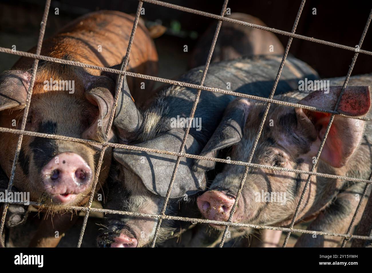 A group of pigs, penned in a wire enclosure, gaze curiously at the ...