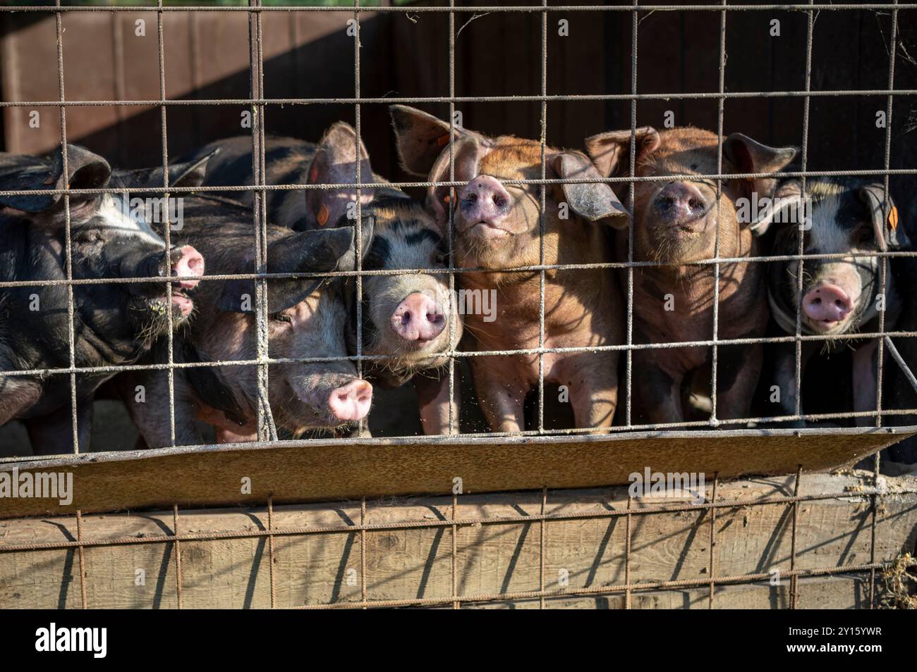 A group of pigs, penned in a wire enclosure, gaze curiously at the ...
