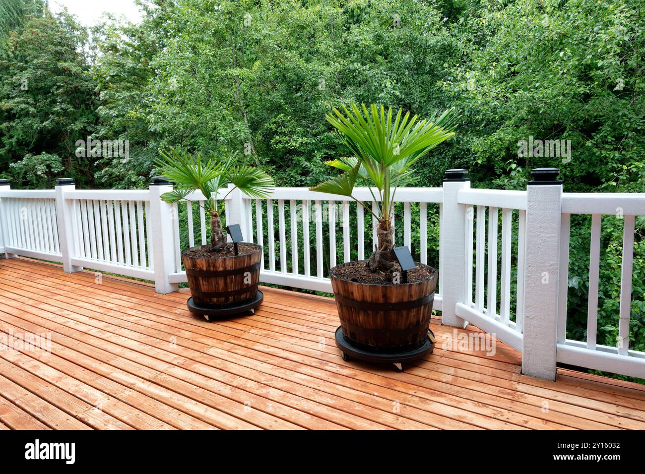 Summer time season of residential home deck with growing windmill palm ...