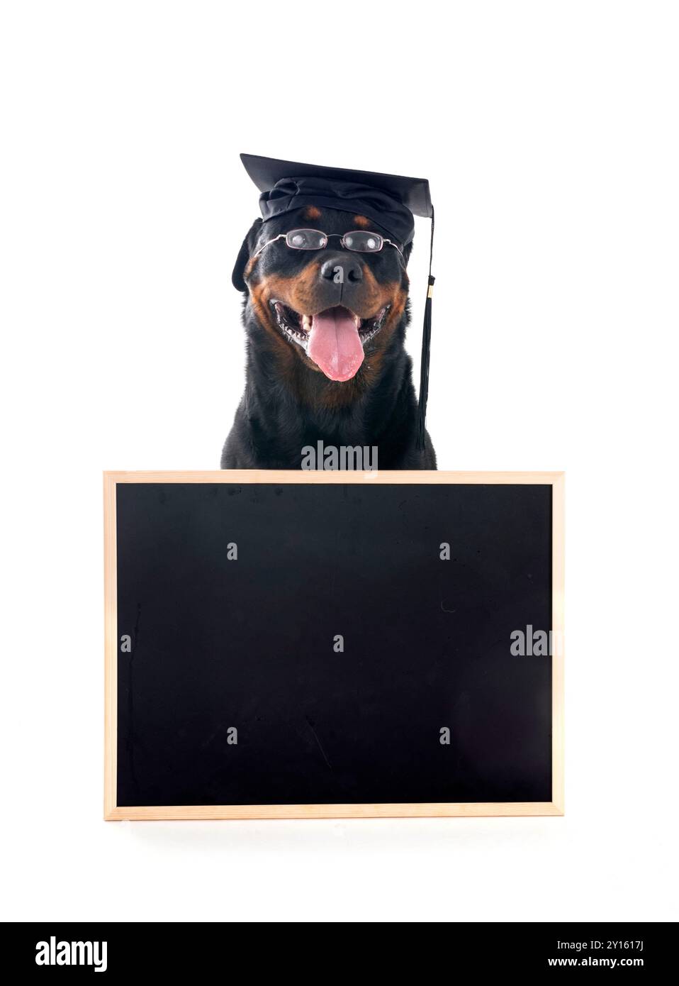 purebred rottweiler back to school in front of white background Stock ...