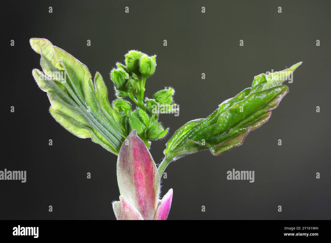 Field maple leaf and blossom bud breaking. Dorset, UK April 2023 Stock ...