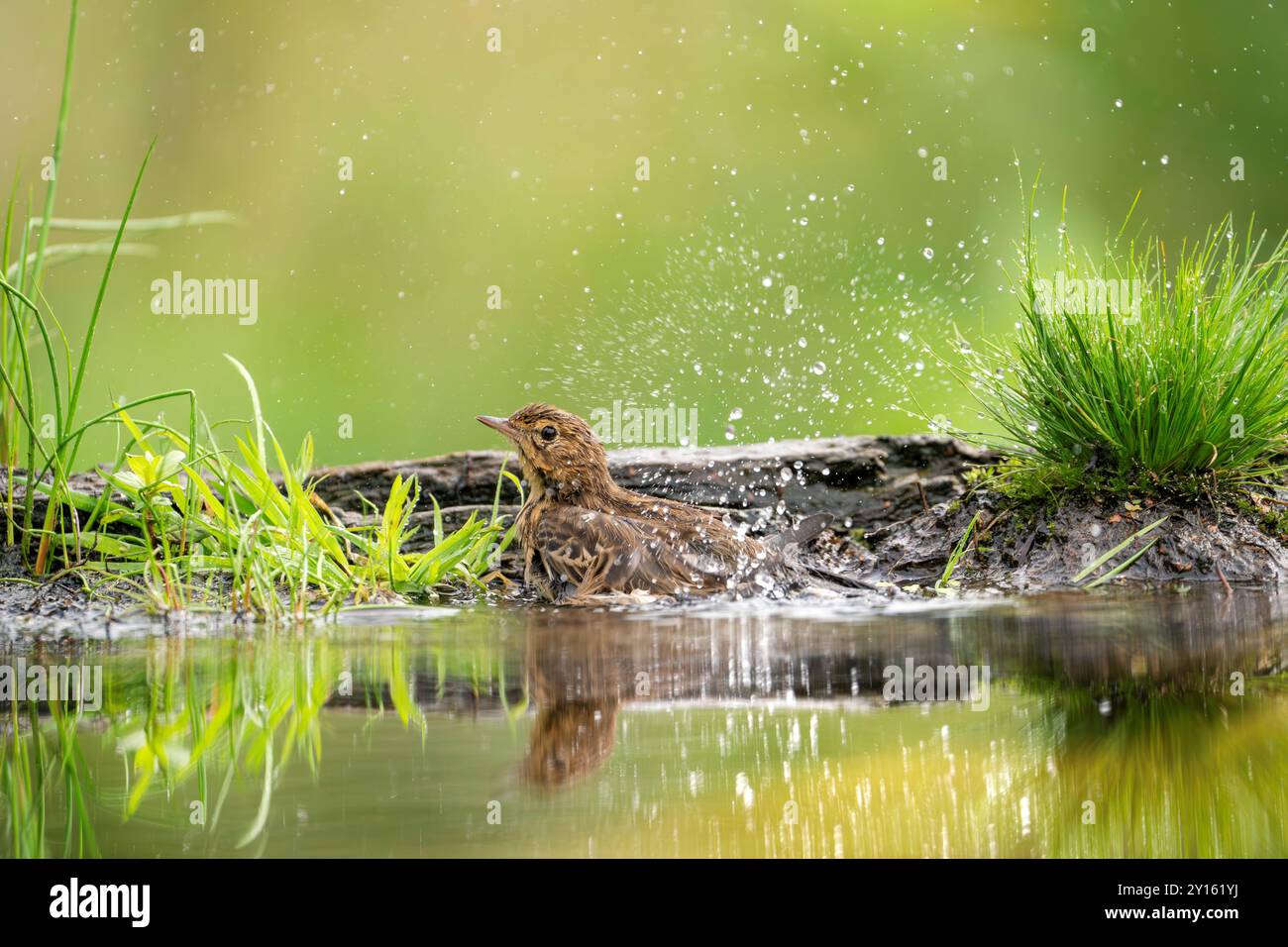 tree pipit, Anthus trivialis Stock Photo - Alamy