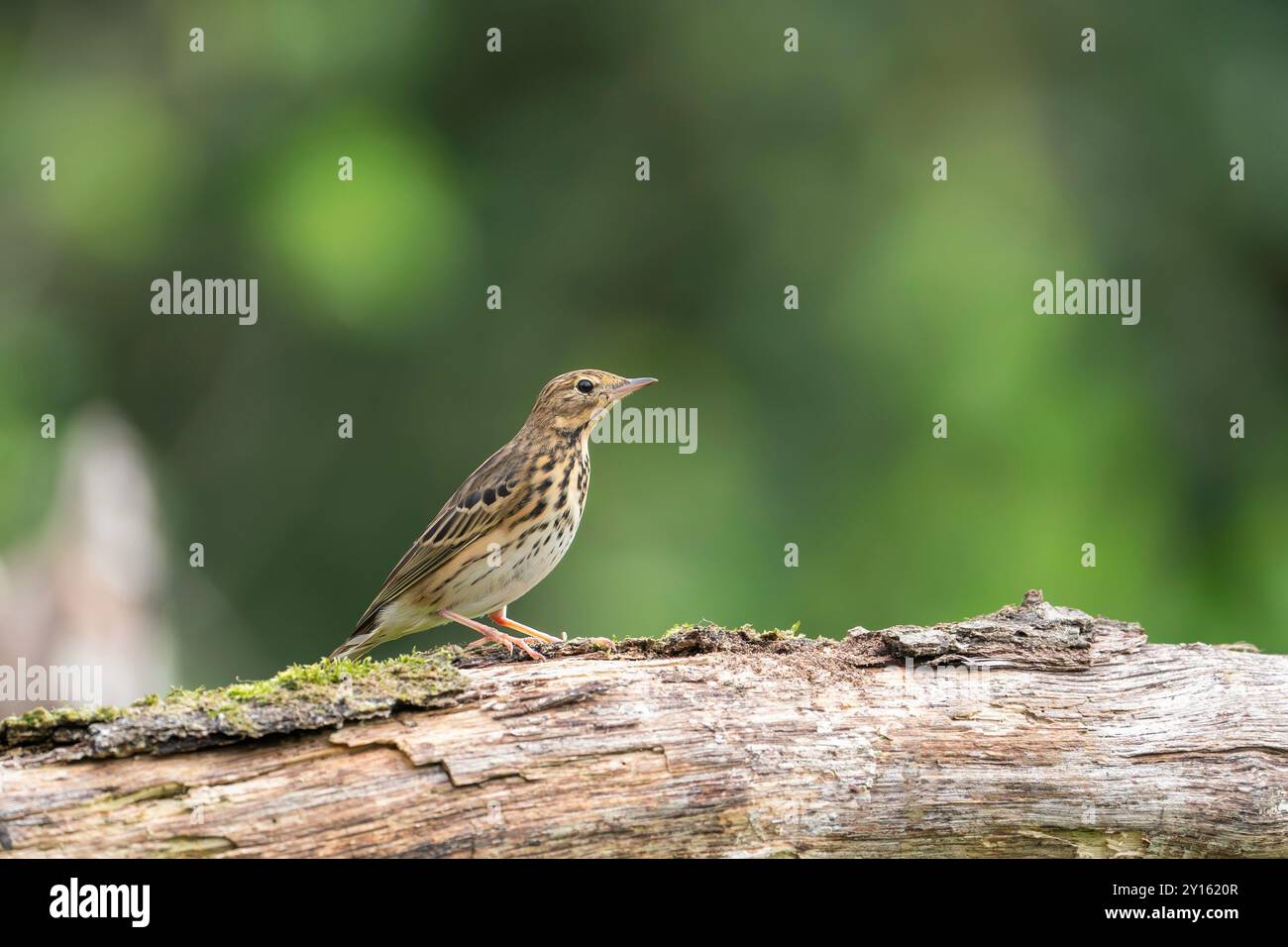 tree pipit, Anthus trivialis Stock Photo - Alamy