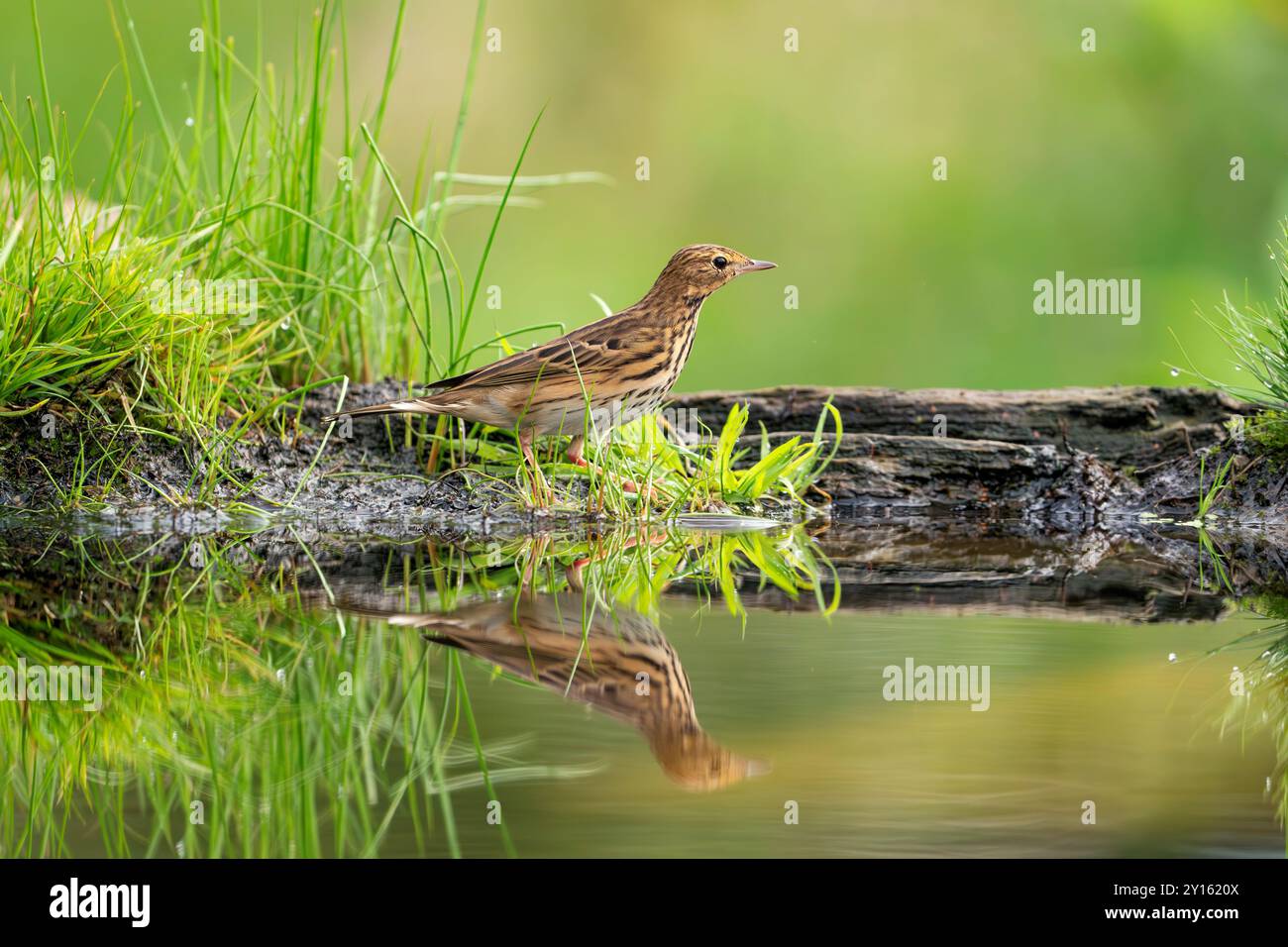 tree pipit, Anthus trivialis Stock Photo - Alamy