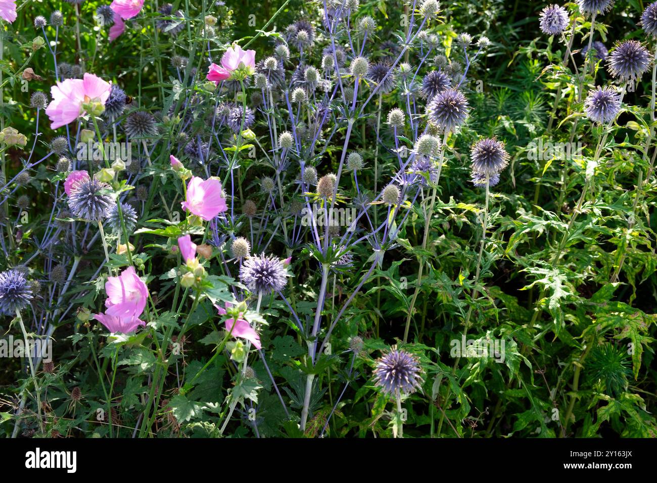 Eryngium planum blue sea holly and pink lavatera flowering in a ...