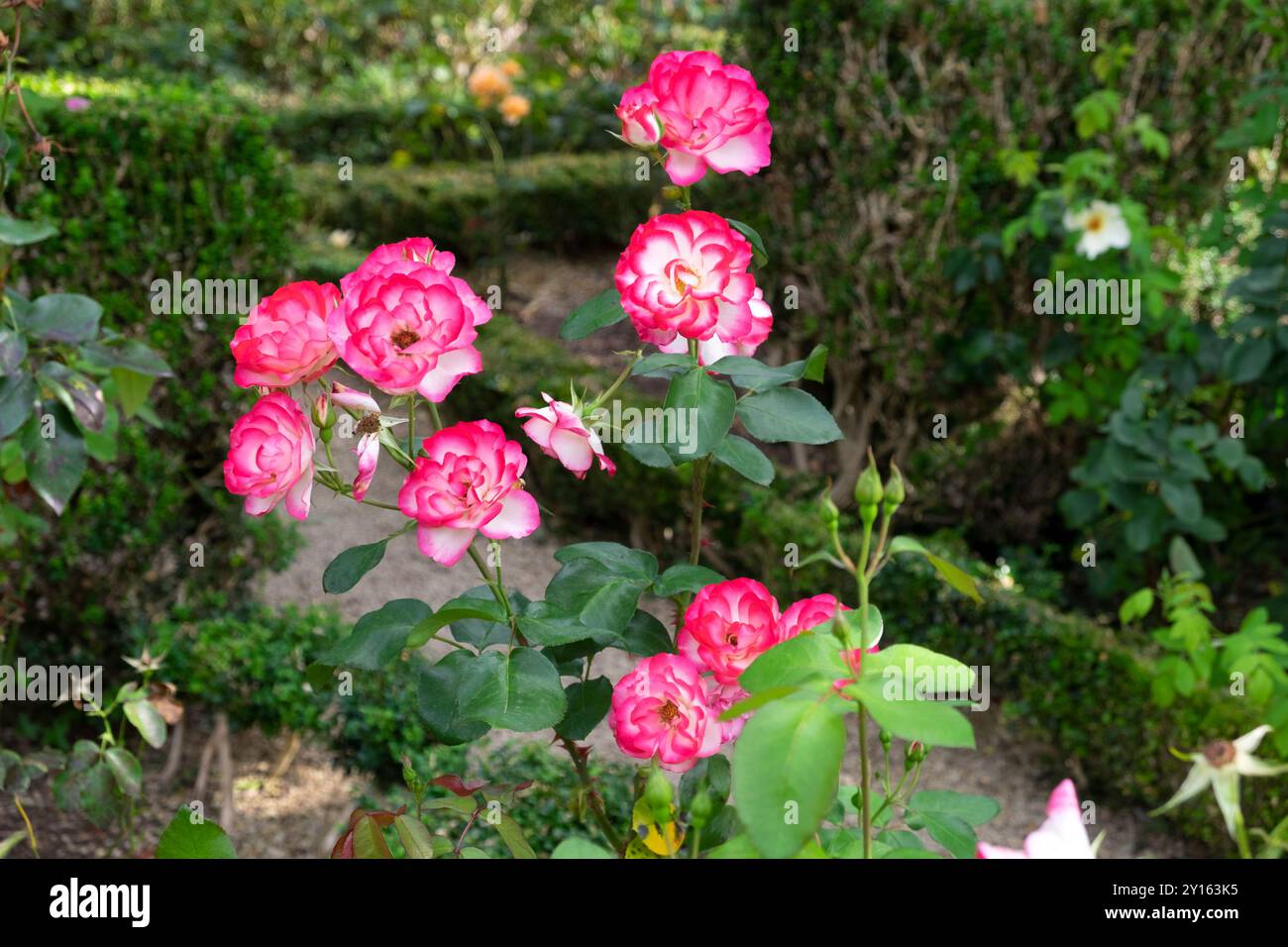 Pink white floribunda Hannah Gordon rose in bloom flowering in summer ...
