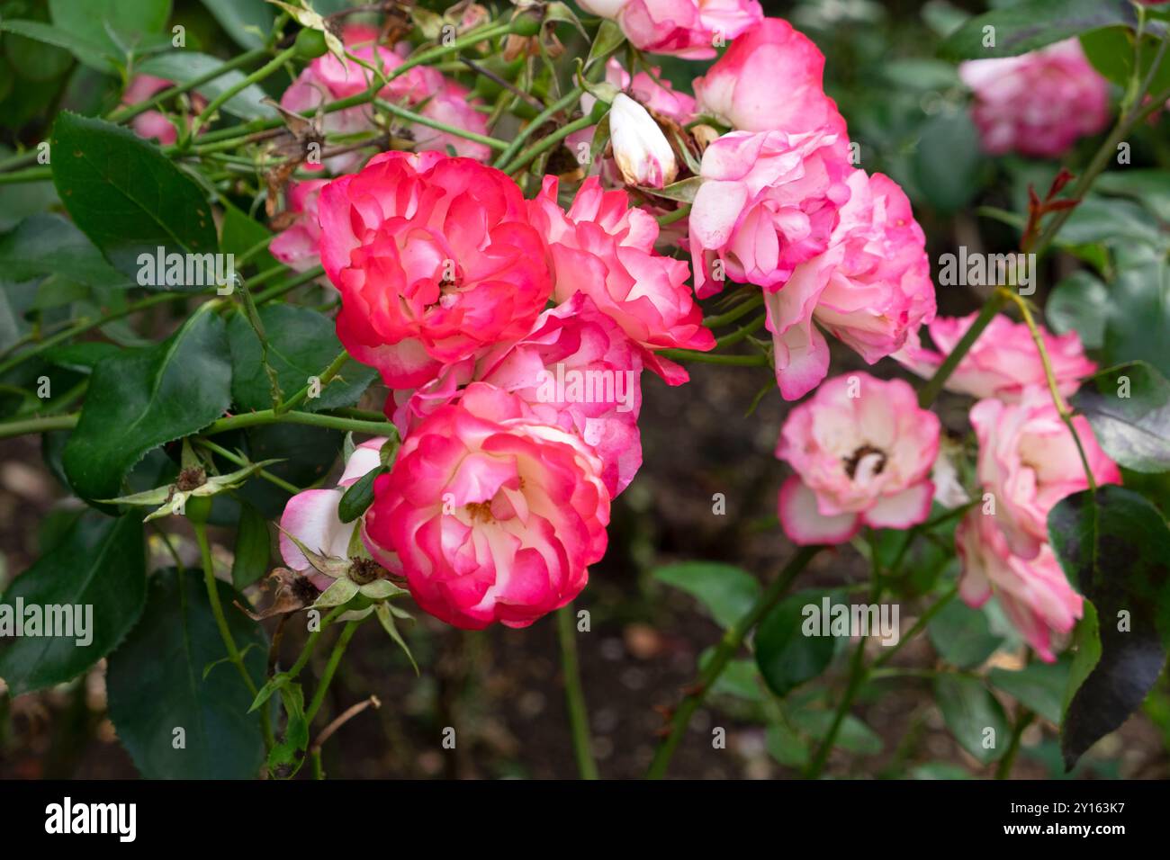 Pink white floribunda Hannah Gordon rose in bloom flowering in summer August at Oxford Botanic ...