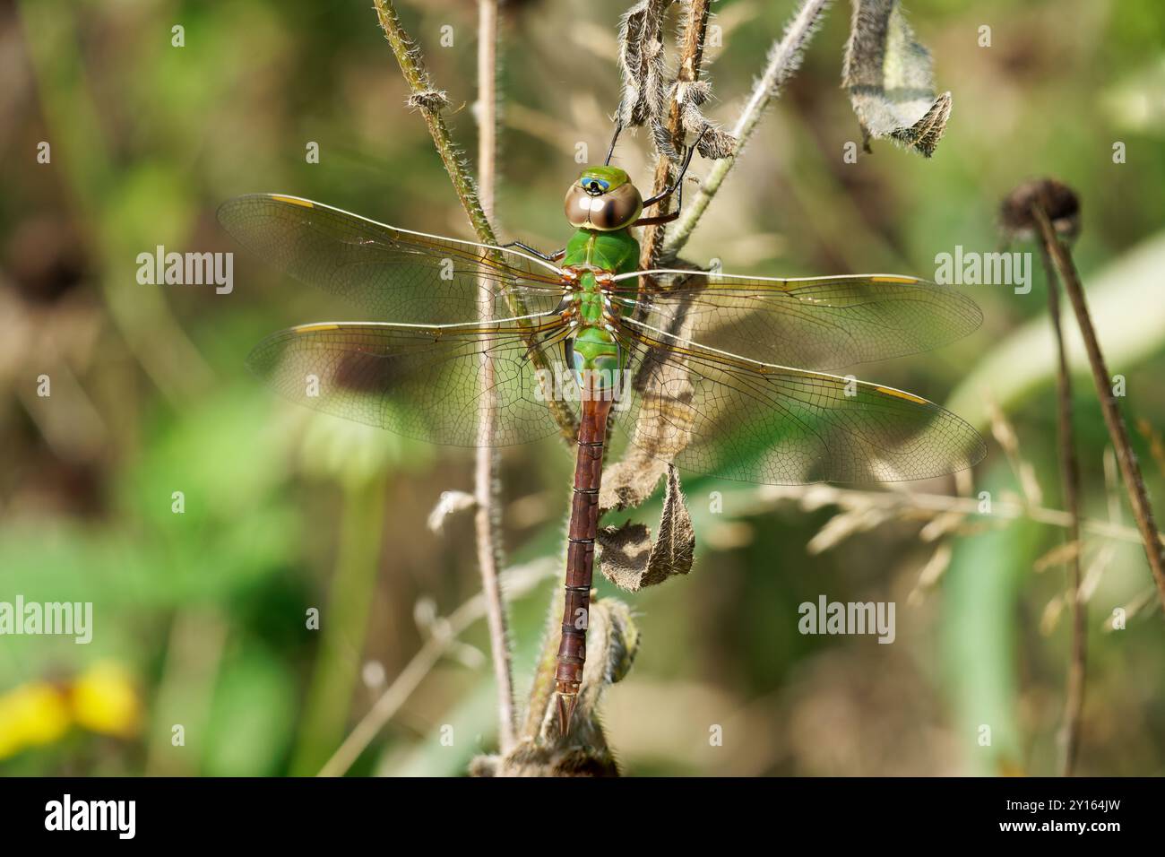 Common Green Dancer resting on plant Stock Photo - Alamy