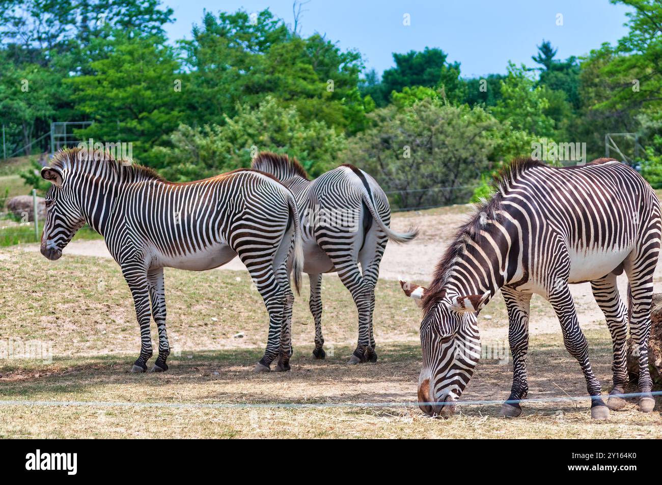 Zoo horses hi-res stock photography and images - Alamy