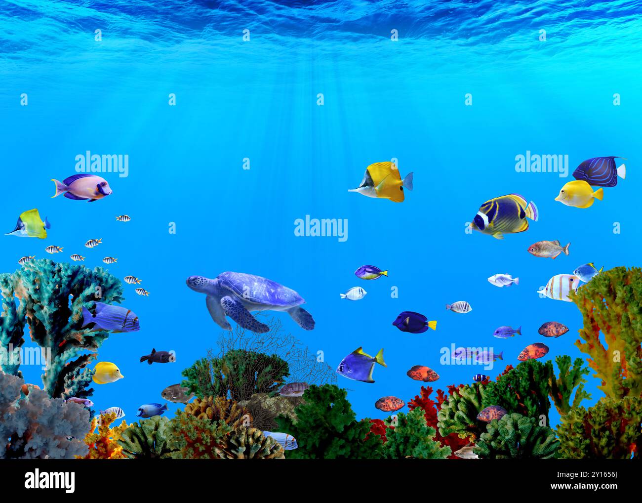Many beautiful fishes in sea hi-res stock photography and images - Alamy