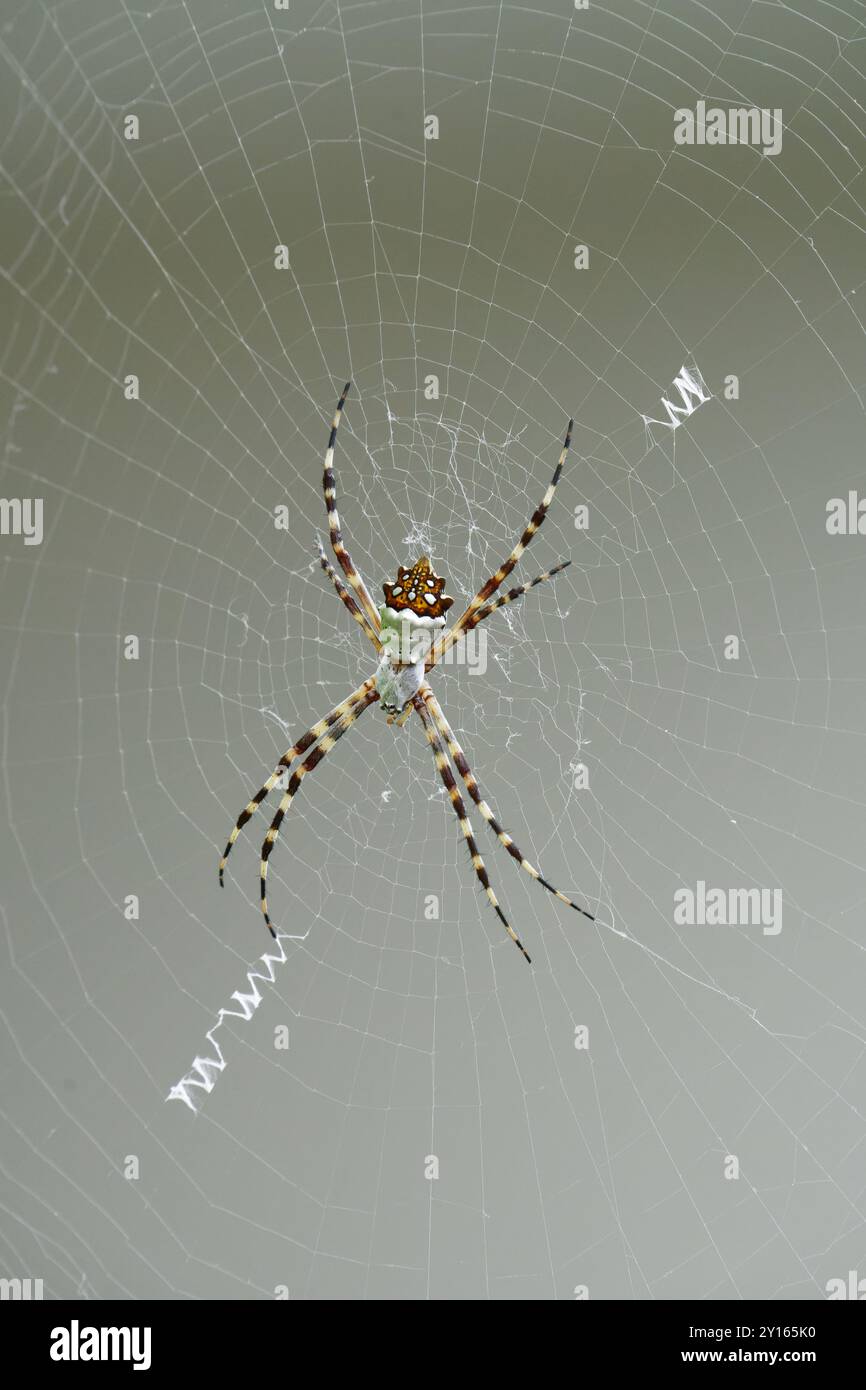 Silver Argiope Spider on a web Stock Photo - Alamy