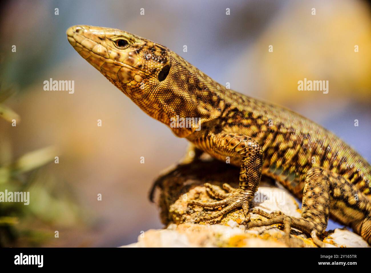 Traconis hi-res stock photography and images - Alamy