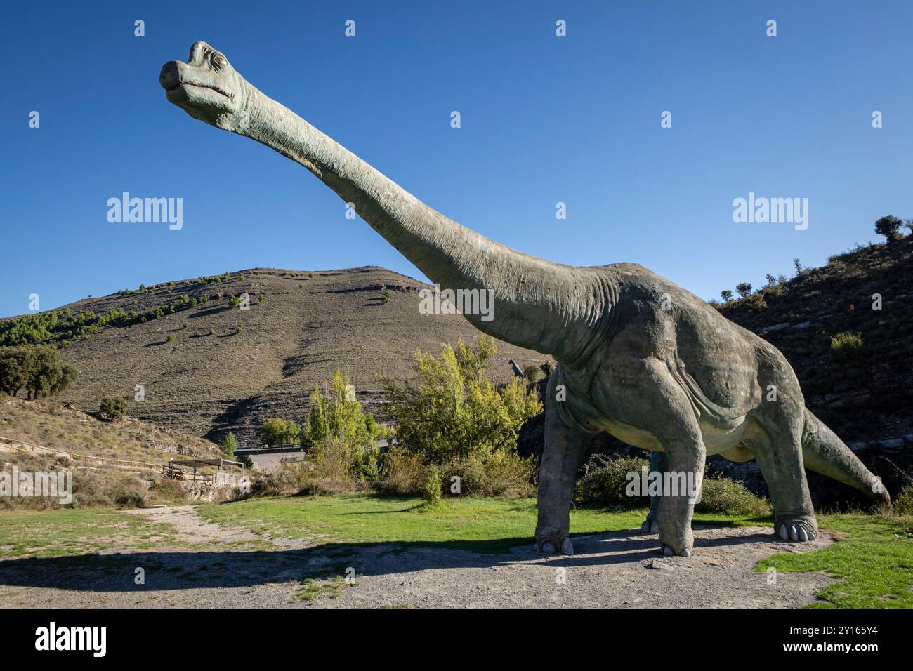 Brachiosaurus, life-size reproduction, Brachiosaurus altithorax ...