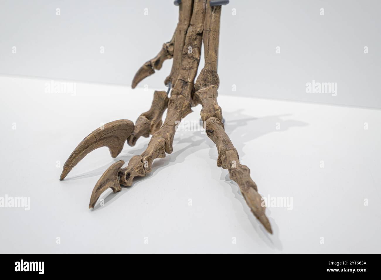 Velociraptor foot, Paleontological Center, Enciso, La Rioja, Spain ...